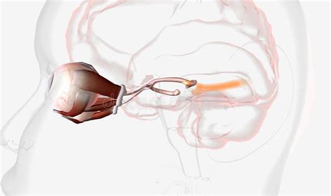 The Visual System Contains The Eyes Optic Nerves Optic Tracts And Visual Cortex Stock