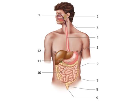 Digestive Organs Diagram Quizlet