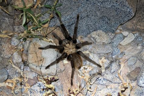 Newsletter Agrilife Today Texas Tarantula Tango Understanding