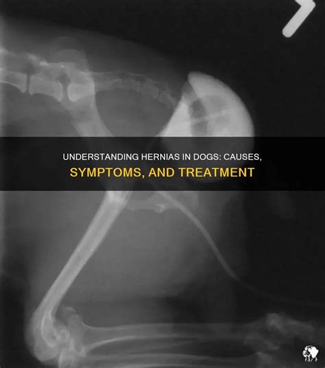 Understanding Hernias In Dogs Causes Symptoms And Treatment Petshun