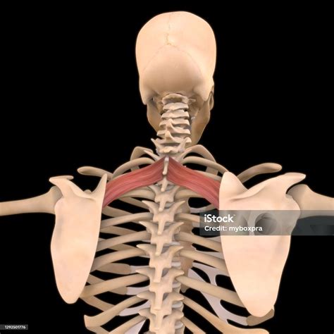Rhomboid Minor Muscle Anatomy For Medical Concept 3d Illustration Stock