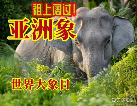 【世界大象日】祖上阔过的亚洲象！ 知乎