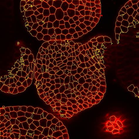 Segmenting D Cells In Czi Stack Image Analysis Image Sc Forum