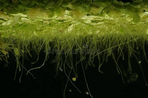 Pond Weed Duck Weed Plant Covering A Still Water Sites Creating Good