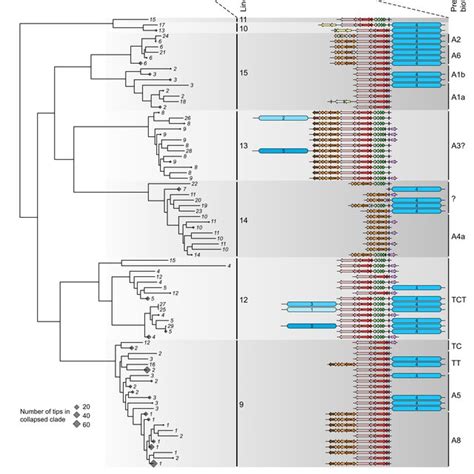 A Trna Associated Hypervariable Region ‘plasticity Zone Encodes Gene