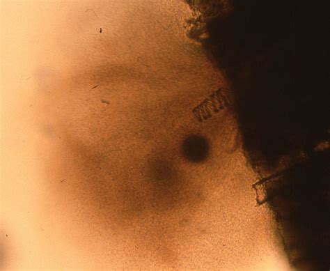 Stewarts Wilt Vegetable Pathology Long Island Horticultural