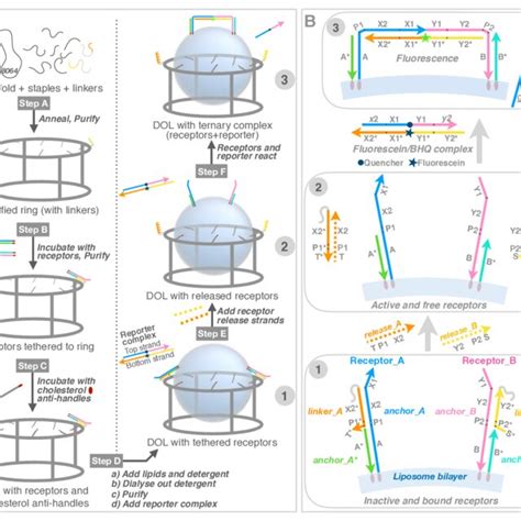 dol synthesis and dna circuit logic a dol assembly left column and