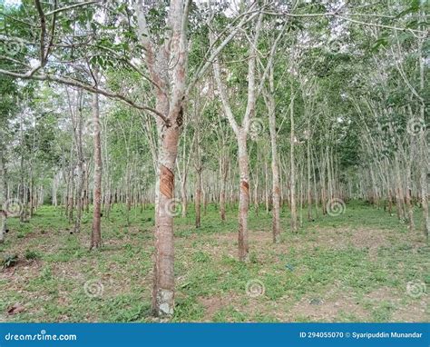 Rubber Tree That Produces Latex Stock Photo Image Of Green Meadow