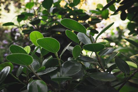 Clusia Growing An Autograph Tree Plantura