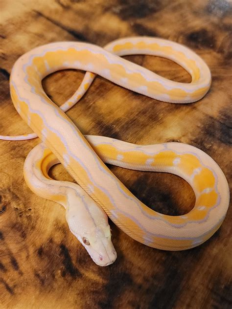 Lavender Albino Motley Platinum Reticulated Python By Reptilian Exotics Morphmarket