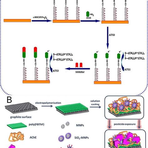 Schematic Illustration Of The Stepwise Amperometric Biosensor Download Scientific Diagram