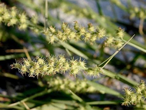 What Are The Spiky Things In Grass My Heart Lives Here
