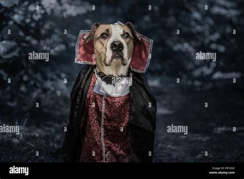 Retrato De Perro Gracioso Disfrazados Para Halloween Como Drácula Vampiro En Oscuro Bosque