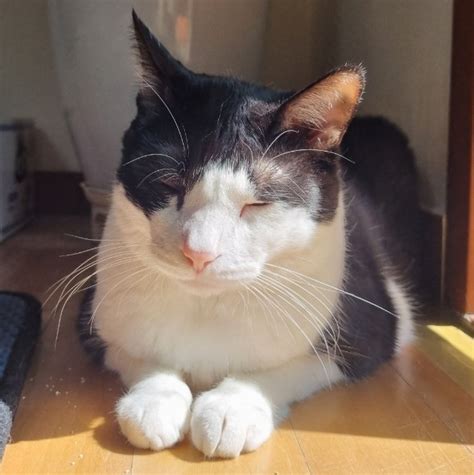 고양이 성별 따라 성격도 특징도 달라요 고양이 암수 구별하는 법 네이버 블로그
