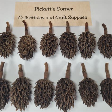 Dried Seed Pods Etsy