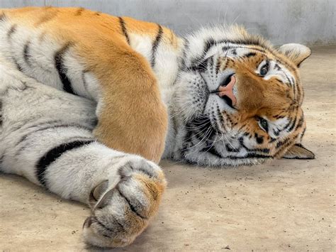 那須どうぶつ王国 On Twitter 今朝、放飼前の令くん🐅 ゴロゴロする姿はネコだな〜と思いますが牙は鋭いです！ こんな口で噛まれたら