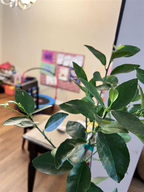 Potted Lime Tree R Citrus