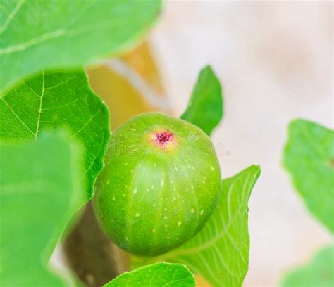 Common Fig Stock Image Image Of Ancient Honey Exotic 56120431