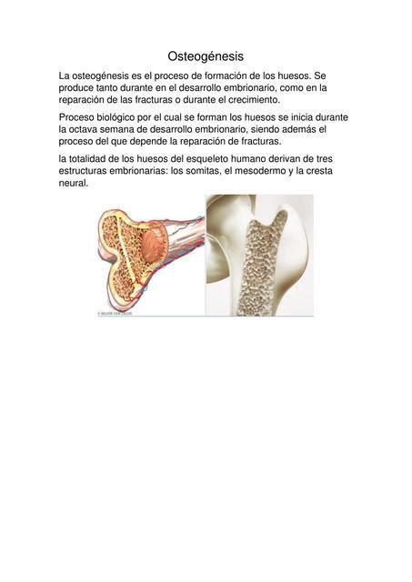 Osteogénesis Kevien Udocz