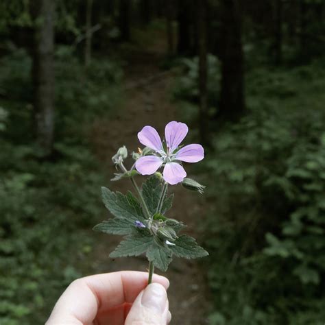Wild Flower