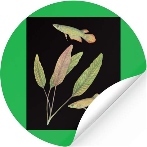 Aplocheilus Lineatus And Cryptocoryne Blassi Black Stickers