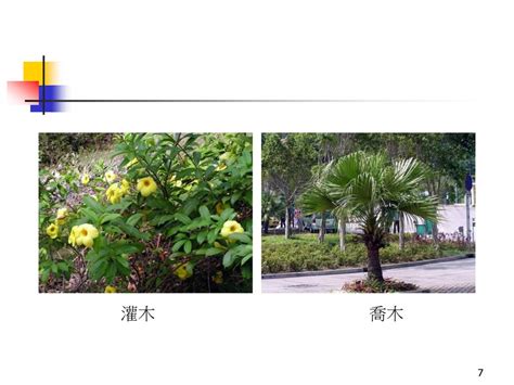 樹木辨認實用方法 Ppt Download