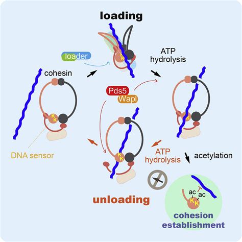 Interlocking Definition Biology At Stephanie Daley Blog