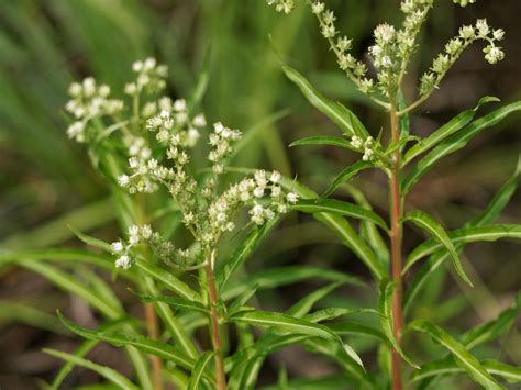 タコノアシタコノアシ科 私の植物観察日記