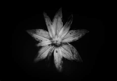 Perfectlyimperfect Tiny Seed Literary Journal