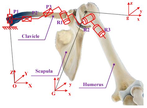 A Kinematic Model Of The Shoulder Complex Obtained From A Wearable Detection System