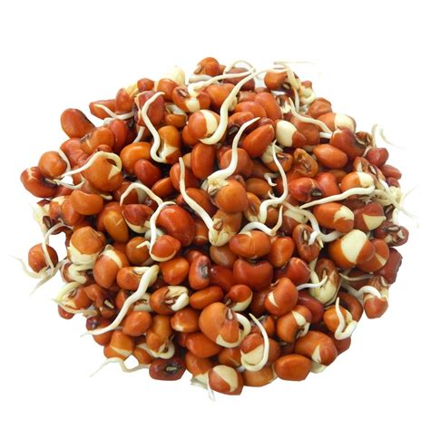 Red Beans Sprout Uae 250 G Online At Best Price Lulu Uae