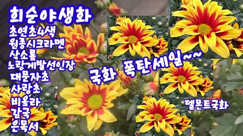 희순야생화 초연초4색원종시클라멘삭소롬노랑게발선인장무늬꽃기린대문자초라켈라니아사랑초비올라감국은목서국화폭탄세일