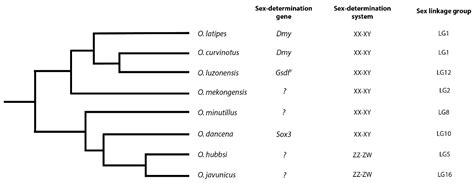 Genes Free Full Text Unusual Diversity Of Sex Chromosomes In