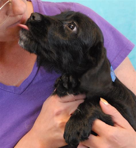 We Are Cocker Spaniel And Scottish Terrier Mix Puppies Now Ready For Adoption Into Loving Forever