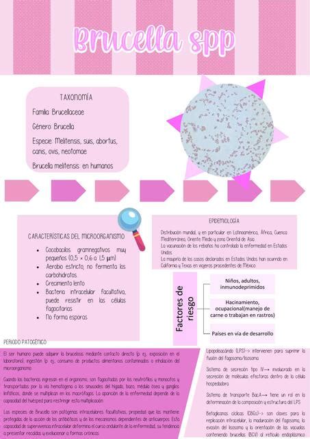 Brucella Ipnmeds Udocz