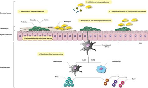 The Effects Of Probiotics On Modulation Of Micrornas