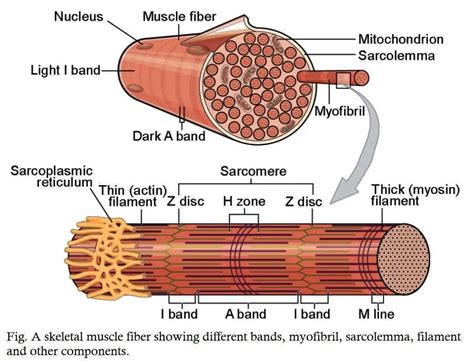 Muscular Tissue: Properties, Types, Structure and Functions