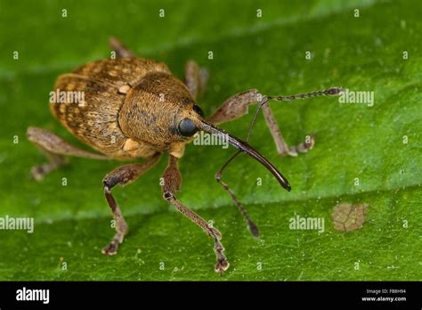 Nut Weevil Naturerules1 Wiki Fandom