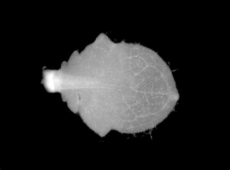 Arabidopsis Thaliana