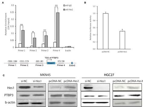 Ptbp3 Induced Inhibition Of Differentiation Of Gastric Cancer Cells