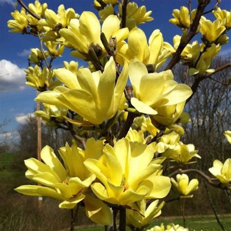 Magnolia Yellow Lantern - Экзотик Флора