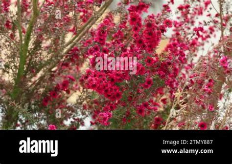 Background Manuka Tree Stock Videos And Footage Hd And 4k Video Clips