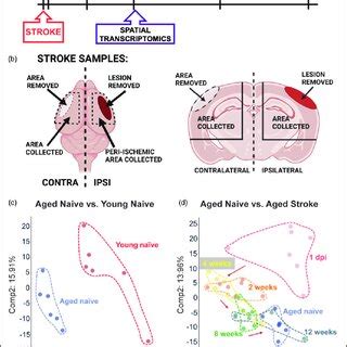 Study Design And Principal Component Analysis PCA A Timeline Download Scientific Diagram