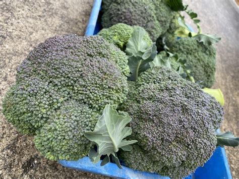 ブロッコリーが指定野菜に。冬の旬野菜特集 たべるとくらすと たべるとくらすと