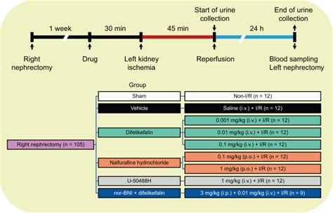 Anti Inflammatory And Renoprotective Effects Of Difelikefalin A Kappa Opioid Receptor Agonist