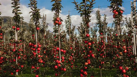 Wellenzohn Edith Val Venosta