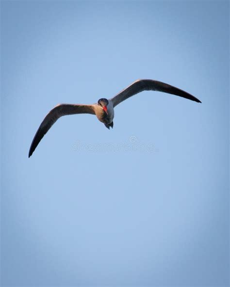 Caspian Tern At San Joaquin Marsh Wildlife Sanctuary In Irvine