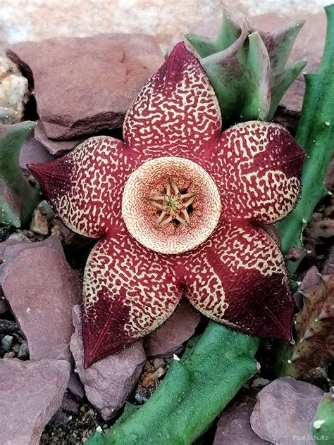 Stapelia Mutabilis World Of Succulents
