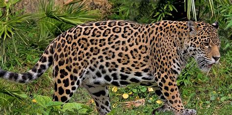 Rainforest Predator 2 Digital Art By Larry Linton Fine Art America