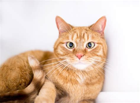 Orange Cat Adopts A Chipmunk Like Its Totally Nbd